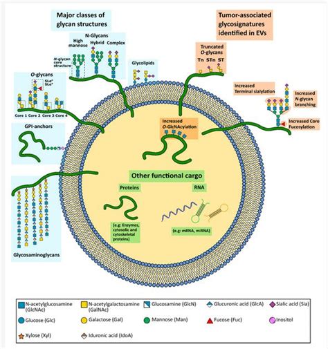 Cells Mdpi On Linkedin Glycosylation Cancer Extracellular