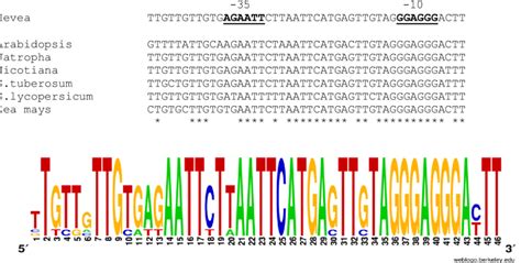 Multiple Alignment Of Rbcl Upstream Sequence 1bp To 46bp Download Scientific Diagram