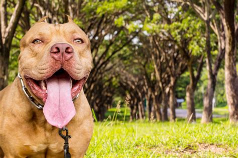 Red Nose Pitbull Breed Facts History And Differences