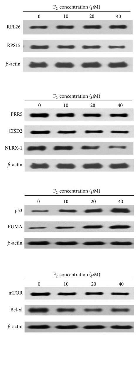 Western Blot Validations Of RPS15 RPL26 PRR5 CISD2 NLRX1 P53