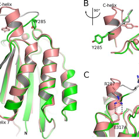 Pdf Structure Of Collagen Receptor Integrin I Domain Carrying The Activating Mutation E A
