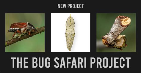 The Bug Safari Project