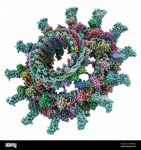 Legionella Pneumophila Molecular Model Stock Photo Alamy
