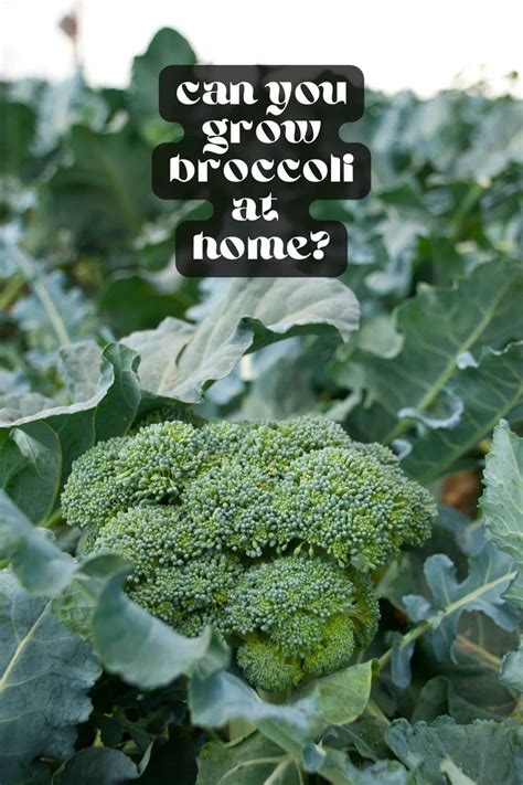 How To Grow Broccoli • Longbourn Farm