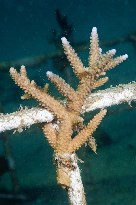 Biorock Reef Restoration Indonesia Photograph By Matthew Oldfield Pixels
