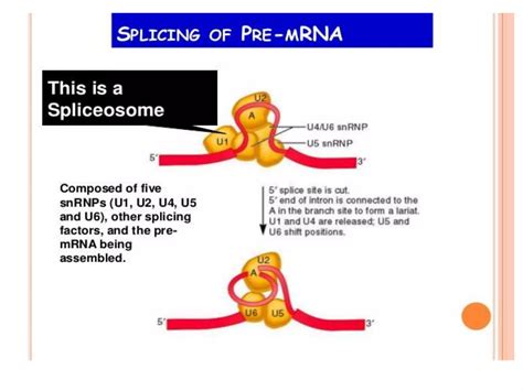 RNA Processing Post Transcriptional Modifications Splicing Capping Poly A Tail RNA Editing