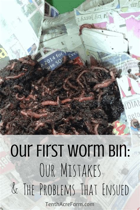 Worm Bin Problems For Beginners Artofit