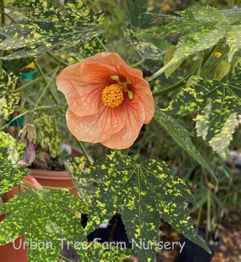 Abutilon Pictum Thompsonii Urban Tree Farm Nursery
