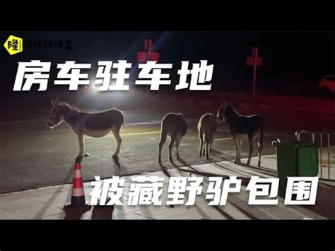 两台房车仅用一天狂奔穿越羌塘夜晚无奈驻车野外被藏野驴包围 YouTube