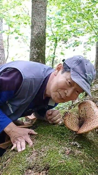 앗 능이가 나무에 솥 뚜껑만한 털구멍장이버섯입니다 Youtube