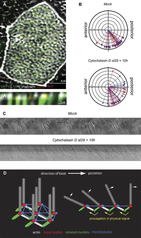 Loss Of Subapical Actin Results In A Loss Of Metachronal Cilia Beating Download Scientific
