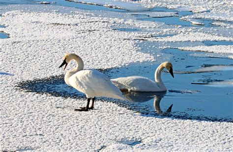 Swans At Gull Lake Recreation Area Brainerd Dispatch News Weather