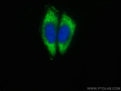 Sri Antibody Cl488 16471 Proteintech