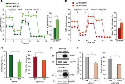 Expression Of Either Ndi1 Or Sirt3 Impairs Tumorigenicity Of Mpnst