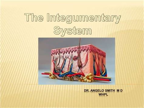 Integumentary System Ppt Skin And Dermatology Diseases And Conditions