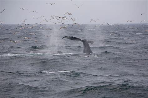 Why Do Whales Slap Their Tails? – North American Nature