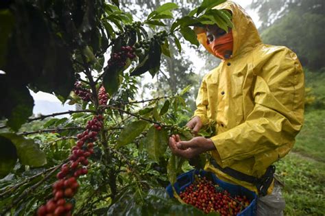 Proyectan Una Cosecha De 75 Millones De Quintales De Café Para La