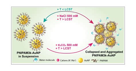 Assembling Pnipam Capped Gold Nanoparticles In Aqueous Solutions Acs Macro Letters
