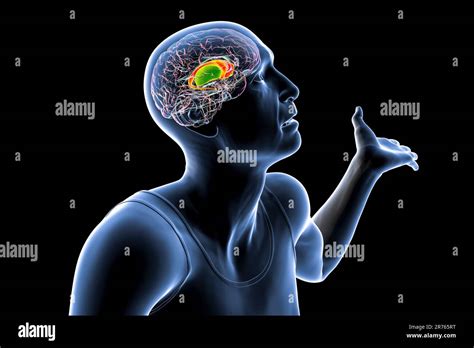 Dorsal Striatum Caudate Nucleus And Putamen Highlighted In The Brain