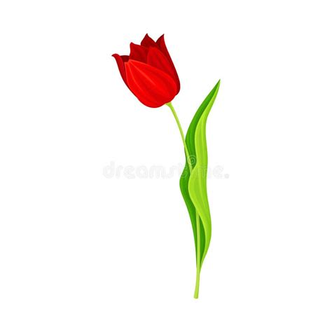 Tulip Field Vector Stock Illustrations 4 135 Tulip Field Vector Stock