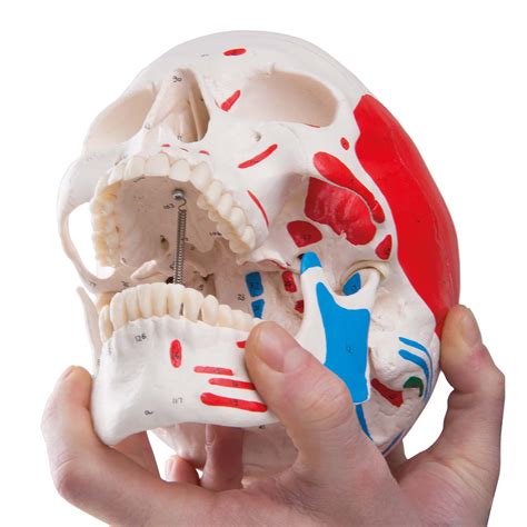Osteopathic Skull Model 22 Part Didactical Version Southern Biological