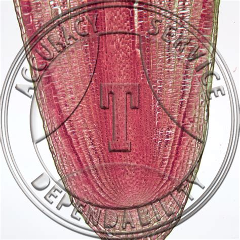 Raphanus Sativus Root Tip Median LS Prepared Microscope Slide