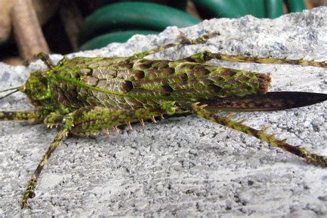 Moss Mimic Katydid From Costa Rica Whats That Bug