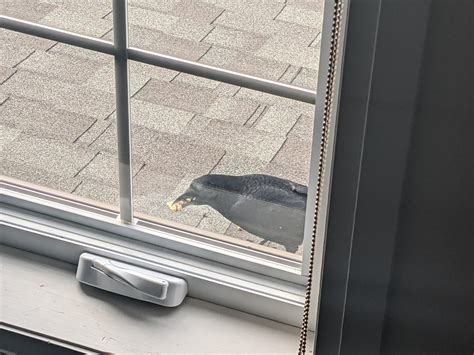 see if you can spot the poor crow with a broken foot probably nothing