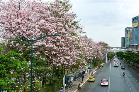 ต้นชมพูพันธุ์ทิพย์ ที่สวนจตุจักร บานสะพรั่งรับหน้าร้อน