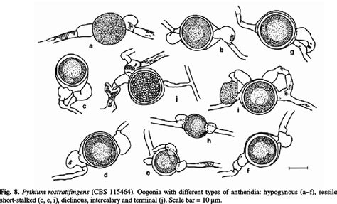 Pythium Rostratifingens Cbs 115464 Oogonia With Different Types Of Download Scientific
