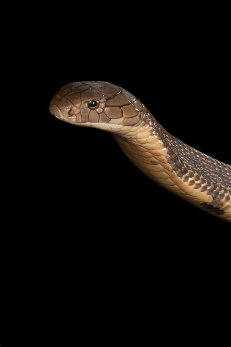 Indian Cobra
