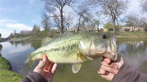Pond Fishing For Bass On Beds Youtube