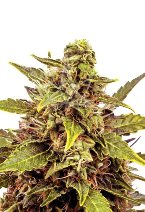 Juicy Fruit Autoflower 5 Pack Western Mass Hydroponics