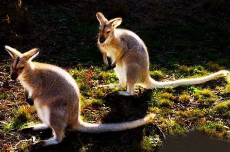 Toolache Wallaby Sciifii Wiki Fandom