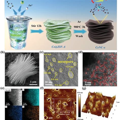 A Schematic Illustration Of The Synthesis Of CeNCs B SEM Image C