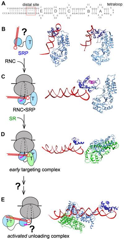Signal Recognition Particle An Essential Protein Targeting Machine Abstract Europe Pmc