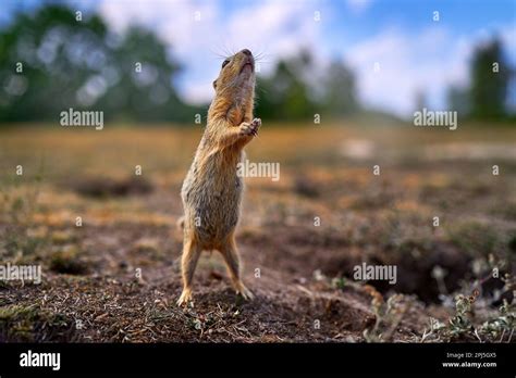 Ground Squirrel Funny Dance Spermophilus Citellus Sitting In The