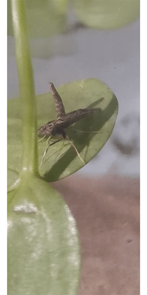 What Bug Is This Its Living In My Terrarium R Whatsthisbug