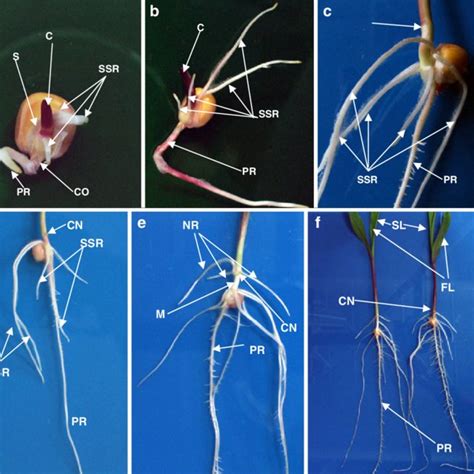 Pdf Morphological And Architectural Development Of Root Systems In
