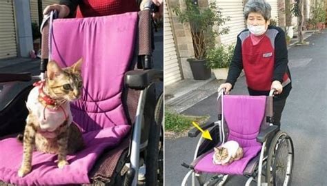 햇빛 따스하게 내리 비치는 날 자신의 휠체어에 고양이 태워서 동네 산책 나오시는 할머니