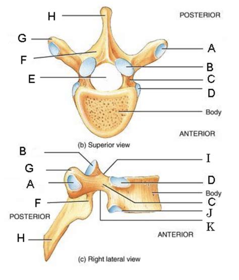 Typical Thoracic Vertebra Diagram Labelling Diagram Quizlet
