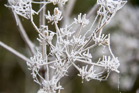 Frozen Blades Of Grass Icy Blade Of Grass Stock Image Image Of