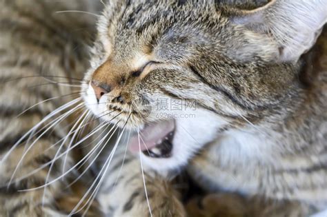 打哈欠的可爱猫咪高清图片下载 正版图片307516346 摄图网