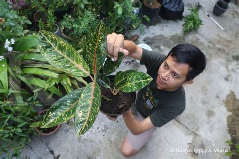 5 Tanaman Hias Ini Bisa Mempercantik Rumah Minimalis Coba Ya
