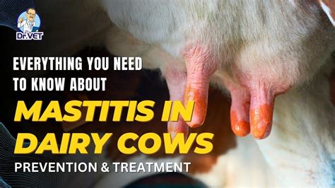 Everything You Need To Know About Mastitis In Dairy Cows Prevention