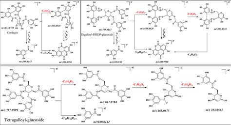 Proposed Fragmentation Pattern Of Typical Ellagitannins And Galloyl