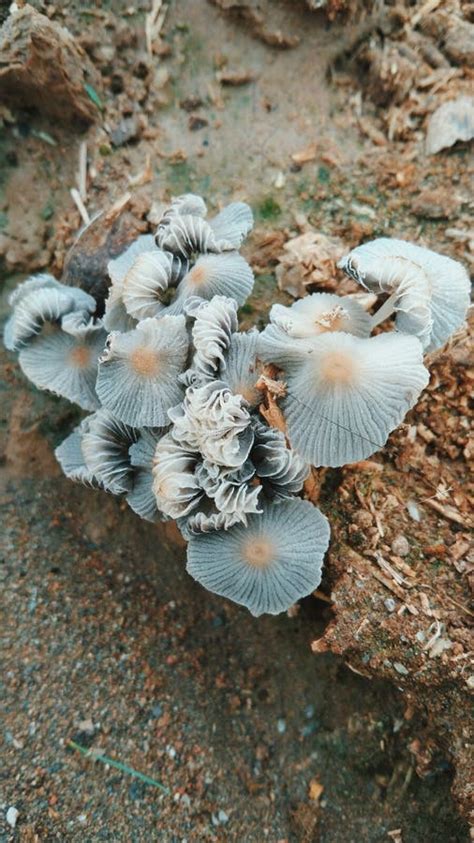 Parasola Plicatilis Is A Small Saprotrophic Mushroom With A Plicate Cap