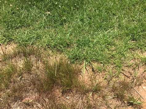 Overseeding Bermuda Grass Outdoor Board