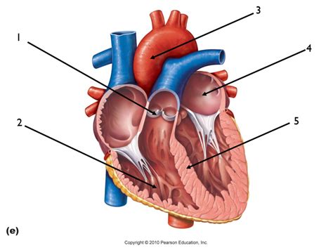 Lab Quiz Heart 1 Diagram Quizlet
