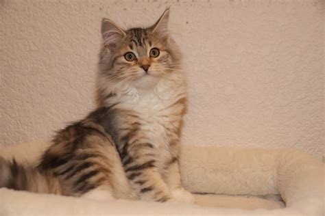 Siberian Cats Martin Lake Labradors Of Houston